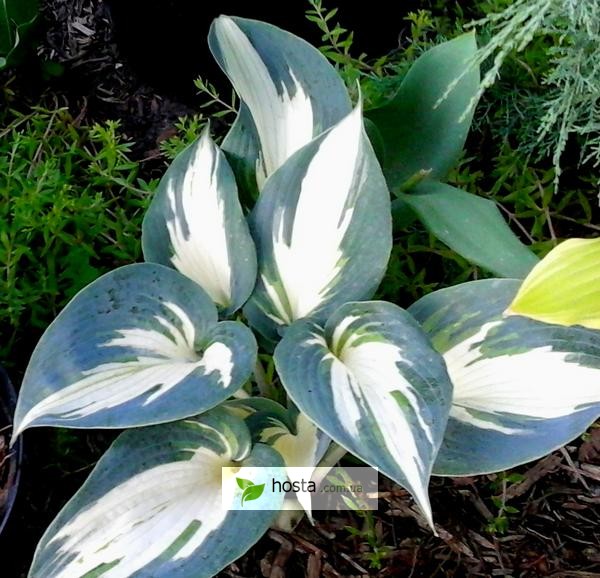 Hosta.com.ua. Хоста Ivory Queen из частной коллекции хост в Украине на ...