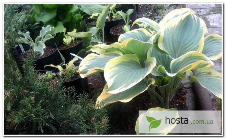 Hosta.com.ua. Хоста Liberty (Либерти) из частной коллекции хост в Украине