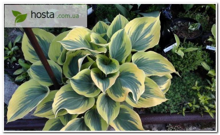 Hosta.com.ua. Хоста Liberty (Либерти) из частной коллекции хост в Украине