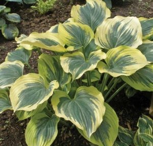 Hosta.com.ua. Хоста Liberty (Либерти) из частной коллекции хост в Украине