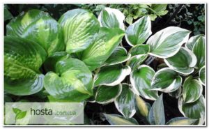 Hosta.com.ua. Хоста Fragrant Queen (Фрагрант Куин) из частной коллекции