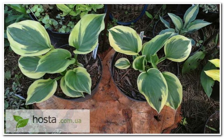Hosta.com.ua. Хоста Fragrant Queen (Фрагрант Куин) из частной коллекции
