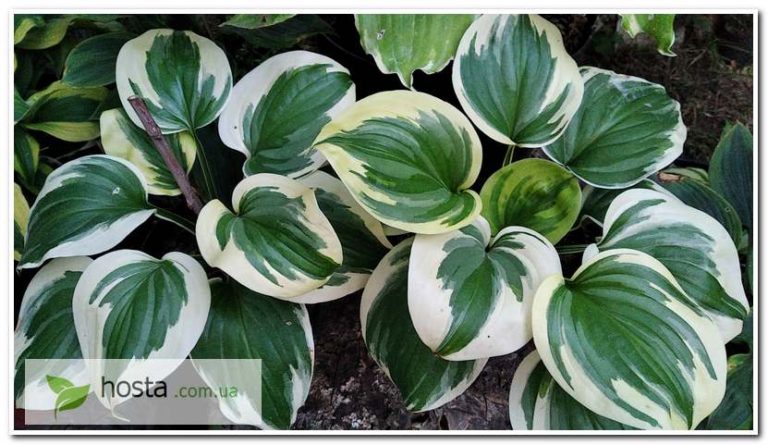 Hosta.com.ua. Хоста Fragrant Queen (Фрагрант Куин) из частной коллекции