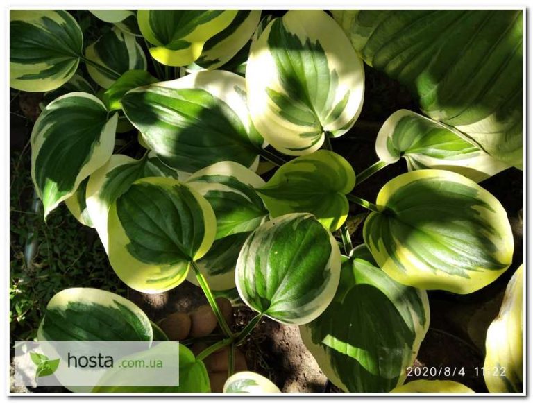 Hosta.com.ua. Хоста Fragrant Queen (Фрагрант Куин) из частной коллекции