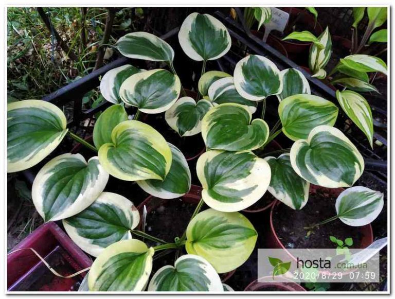 Hosta.com.ua. Хоста Fragrant Queen (Фрагрант Куин) из частной коллекции