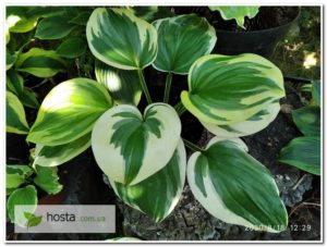 Hosta.com.ua. Хоста Fragrant Queen (Фрагрант Куин) из частной коллекции