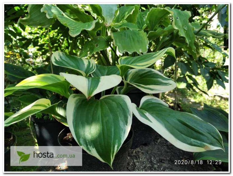 Hosta.com.ua. Хоста Fragrant Queen (Фрагрант Куин) из частной коллекции