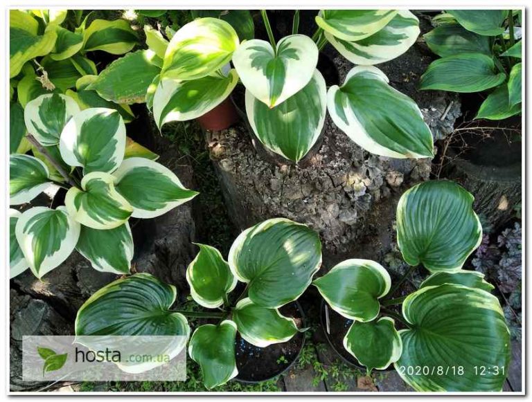Hosta.com.ua. Хоста Fragrant Queen (Фрагрант Куин) из частной коллекции