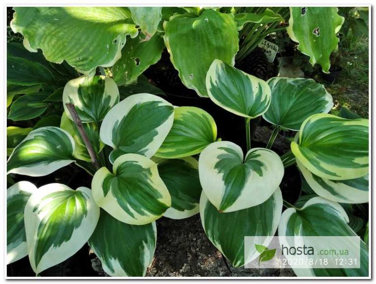 Hosta.com.ua. Хоста Fragrant Queen (Фрагрант Куин) из частной коллекции