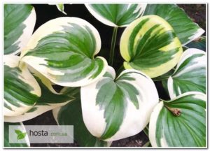 Hosta.com.ua. Хоста Fragrant Queen (Фрагрант Куин) из частной коллекции