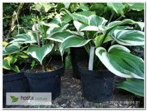 Hosta.com.ua. Хоста Fragrant Queen (Фрагрант Куин) из частной коллекции