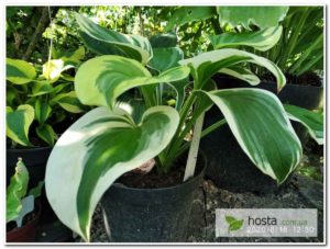 Hosta.com.ua. Хоста Fragrant Queen (Фрагрант Куин) из частной коллекции