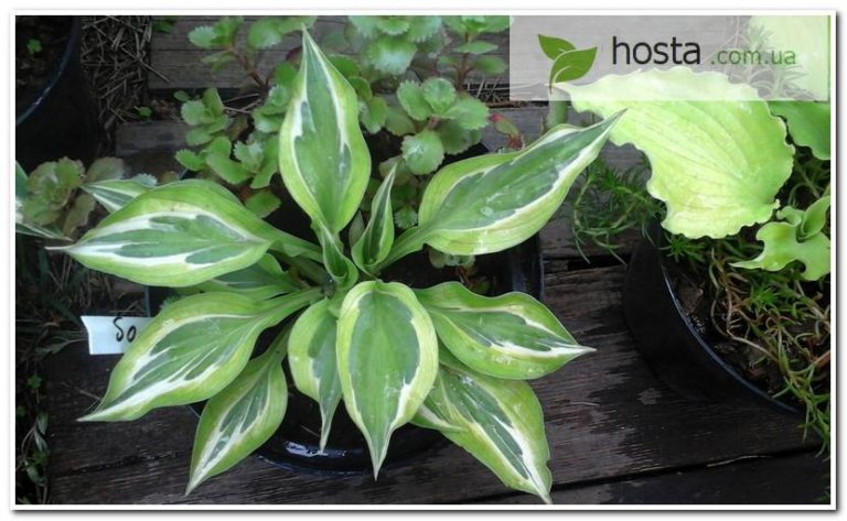 Hosta.com.ua. Хоста Eros (Эрос): описание, реальные фото из моего сада ...