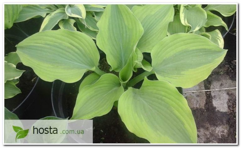 Hosta.com.ua. Хоста Goodness Gracious (Гуднесс Грациус): описание, фото ...
