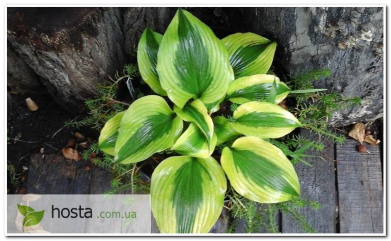 Hosta.com.ua. Хоста Goodness Gracious (Гуднесс Грациус): описание, фото ...