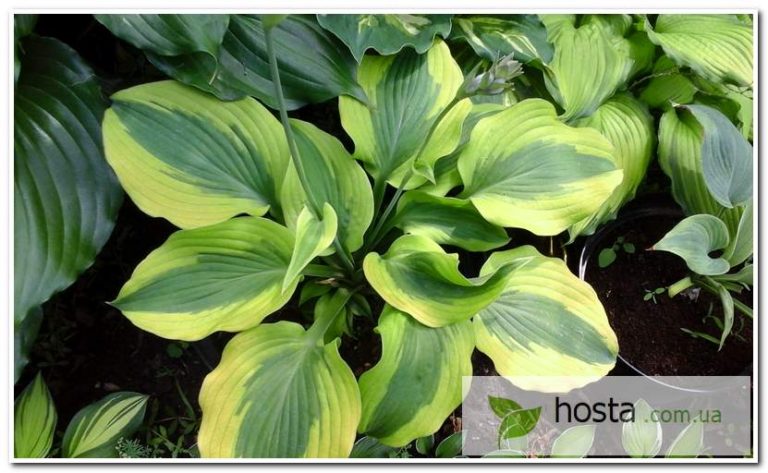 Hosta.com.ua. Хоста Goodness Gracious (Гуднесс Грациус): описание, фото ...