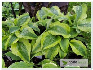 Hosta.com.ua. Хоста Goodness Gracious (Гуднесс Грациус): описание, фото ...