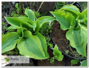 Hosta.com.ua. Хоста Goodness Gracious (Гуднесс Грациус): описание, фото ...