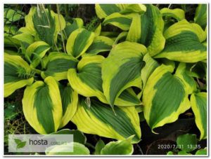 Hosta.com.ua. Хоста Goodness Gracious (Гуднесс Грациус): описание, фото ...