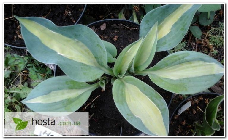 Hosta.com.ua. Хоста Hot Kiss (Хот Кисс): описание, фото, саженцы
