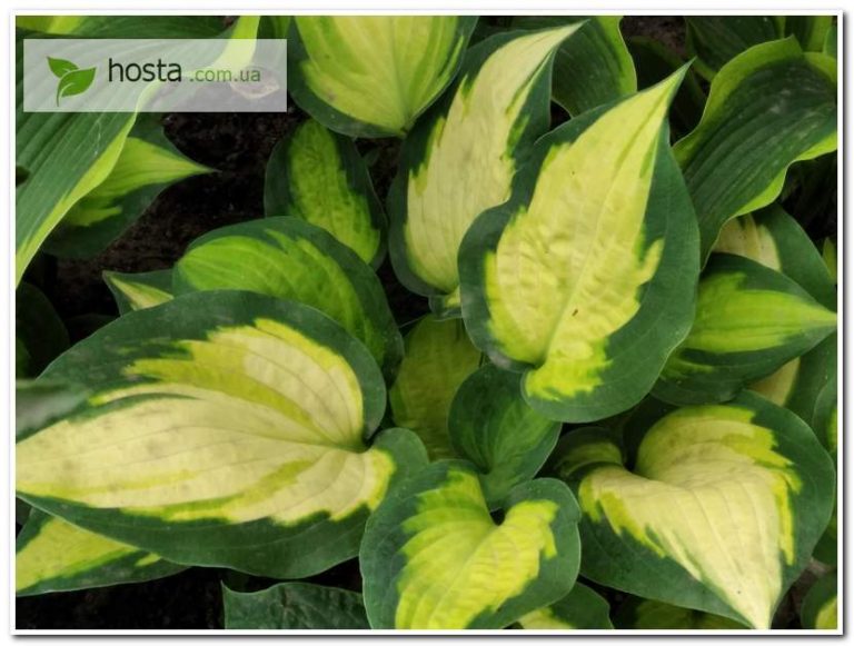 Hosta.com.ua. Хоста Forbidden Fruit (Форбидден Фрут): описание, фото