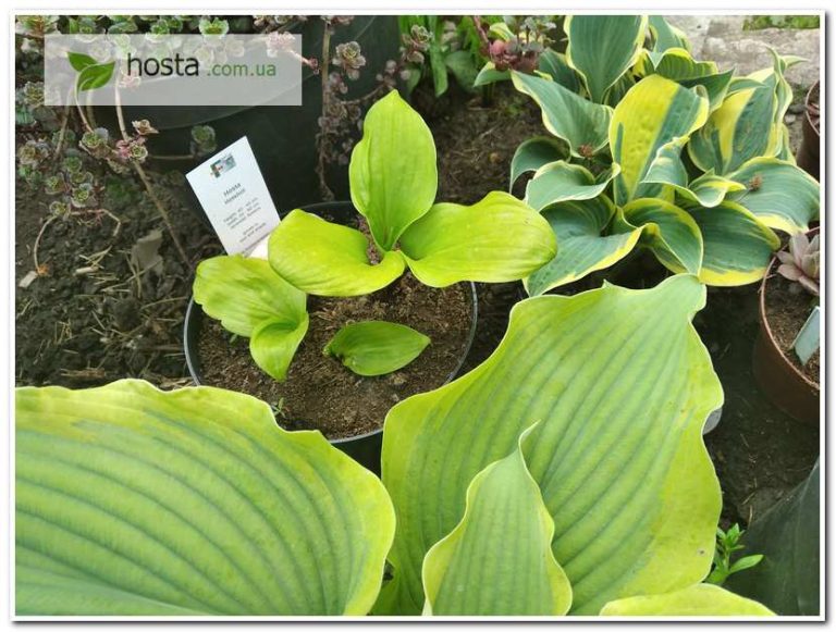 Hosta.com.ua. Хоста Hotshot (Хотшот): описание, фото, саженцы
