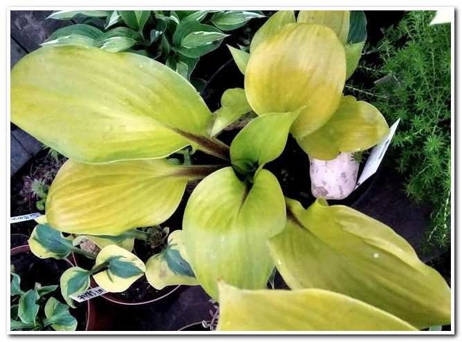 Hosta.com.ua. Хоста Hotshot (Хотшот): описание, фото, саженцы