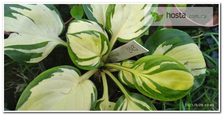 Hosta.com.ua. Хоста Enchanted Mist (Энчантед Мист): описание, фото